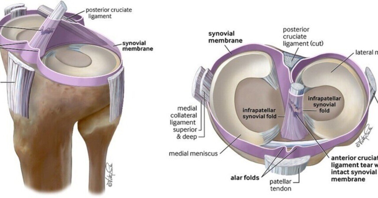 20240213：膝ACL損傷｜Brain storm conditioning 〜 脳からコンディショニング