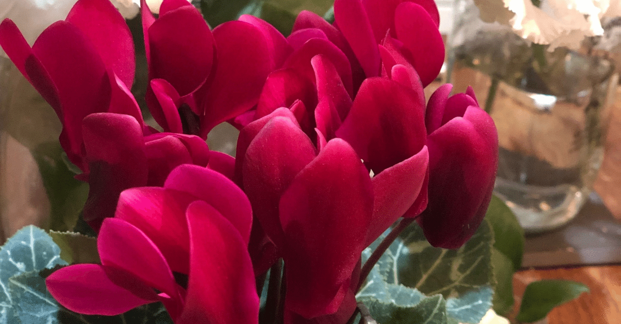 国内版Raspberry Pi 5が販売開始｜blue06_2022