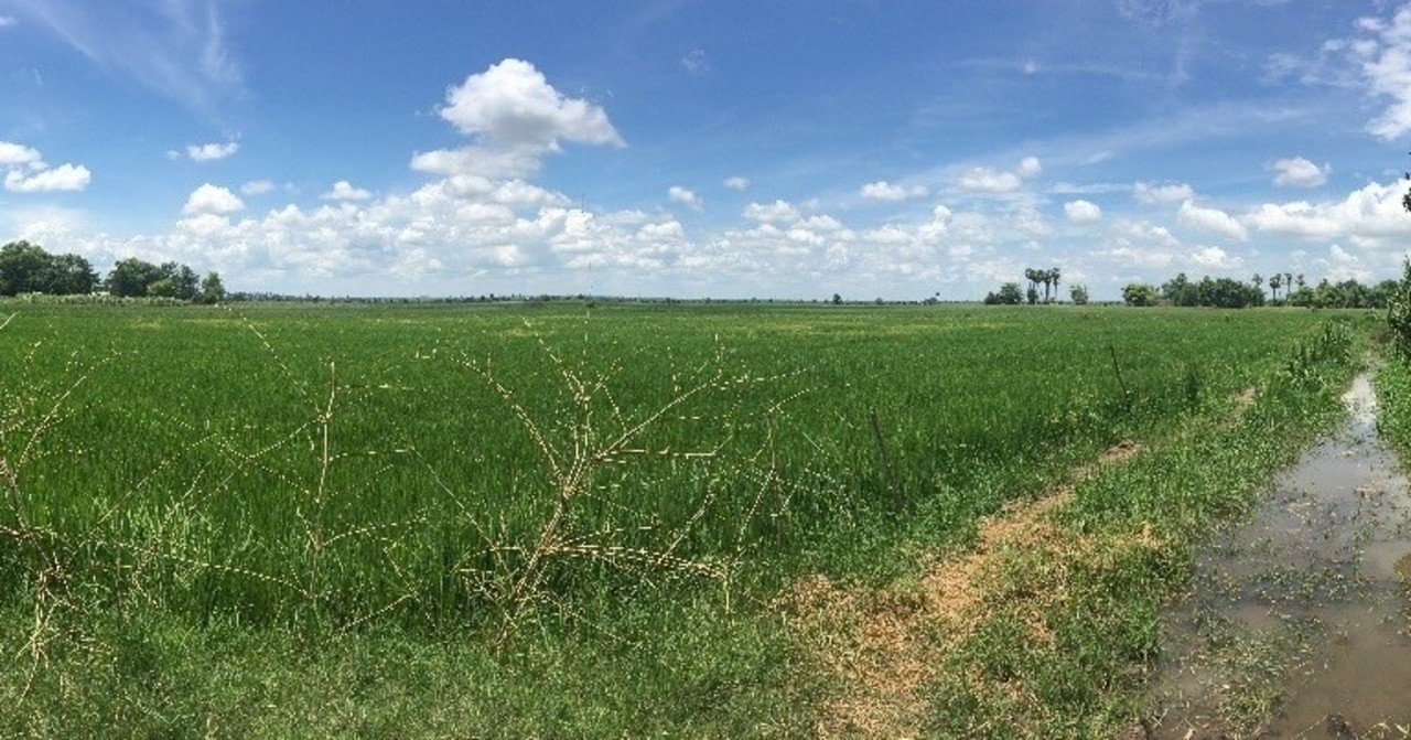 インターン生の声【第36稿】(Nori)｜AGRIBUDDY🇰🇭🇮🇳カンボジア発のフィンテックベンチャー