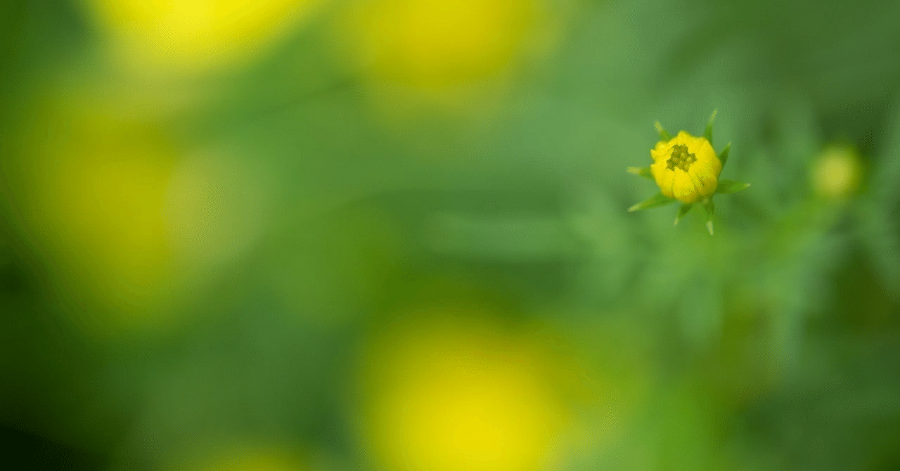 tamaki：インタビューライター｜note