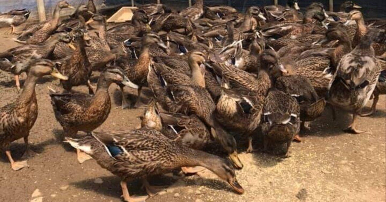 恵比寿バーwith omusubi。オープンまでのみち海苔#10 唐津アイガモ米、成長期｜omusubi SAGA