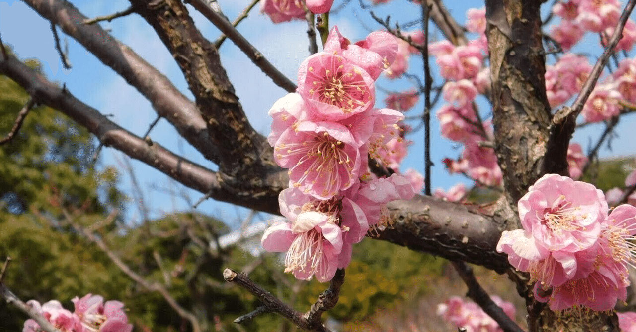 NASM Tutorial｜blue06_2022