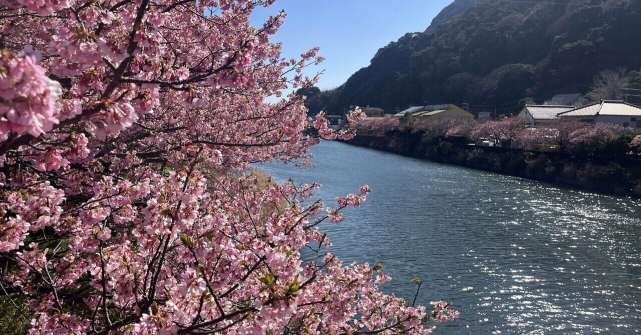 河津桜＠静岡、もうすぐ満開です🌸！2024｜早春と「ゆらぎ」を感じる小旅行｜おじまゆ｜ママと子どものキャリサポ