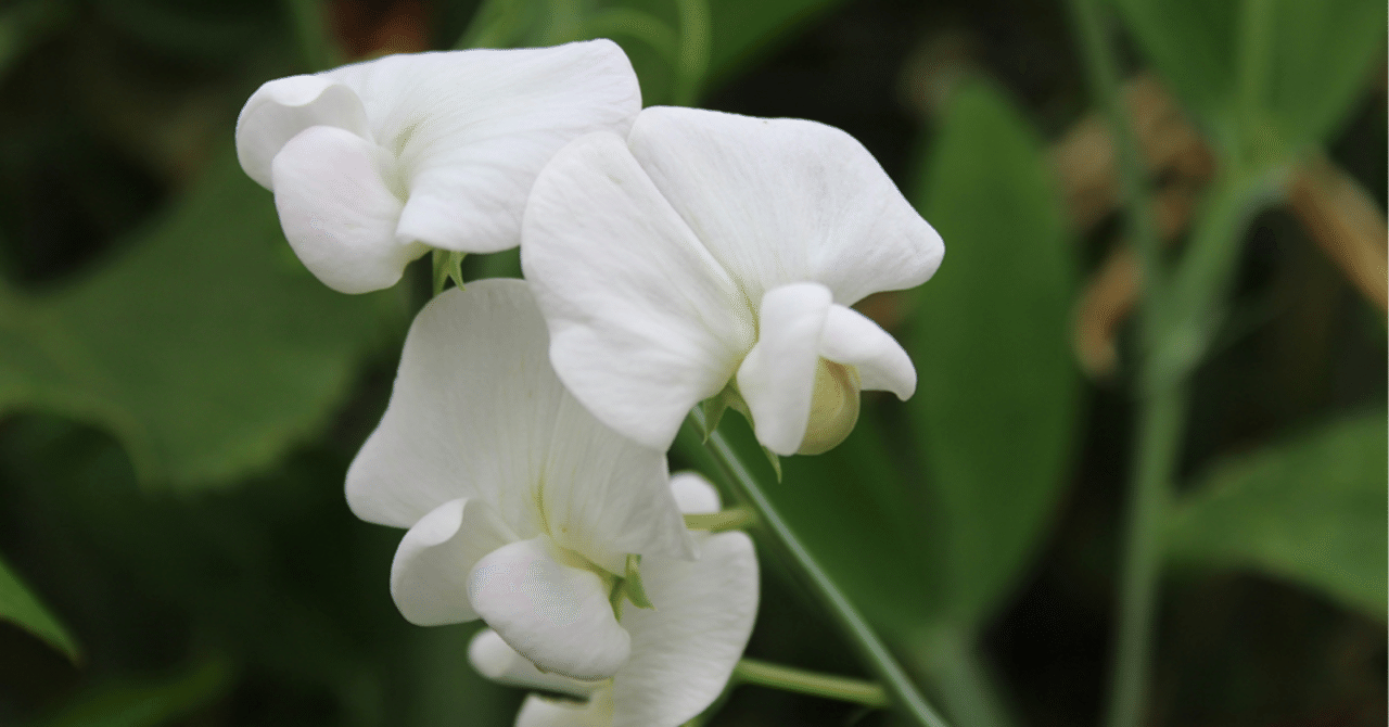 teaspooon｜Web・EC・HP・SNS等のご提案から解決まで身近なパートナーとしてサポート｜note