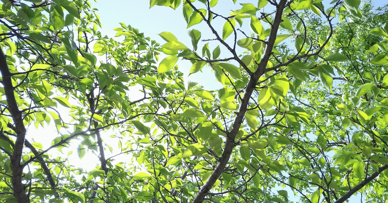 note始めました｜Midley