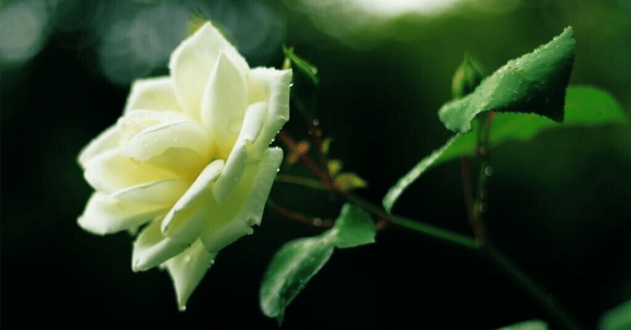 BFC5落選展感想28～30｜春Q