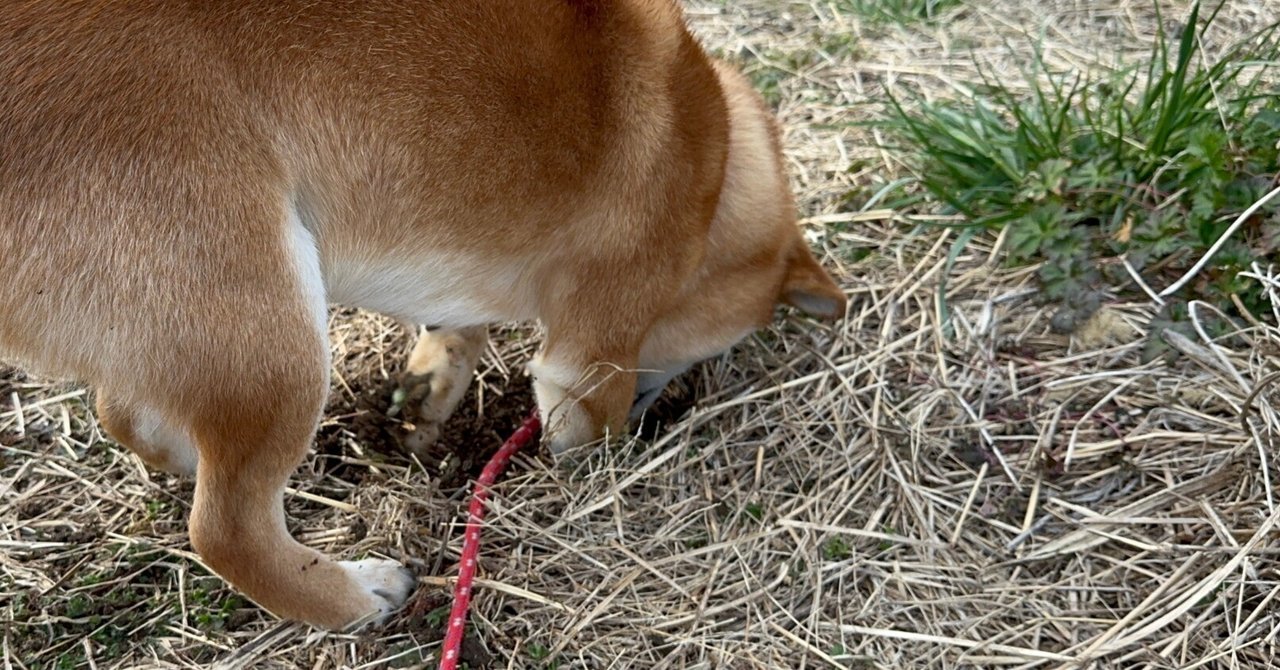 こなつチャンネル(70)穴掘り大好き？｜NicePapa 平野 尚志