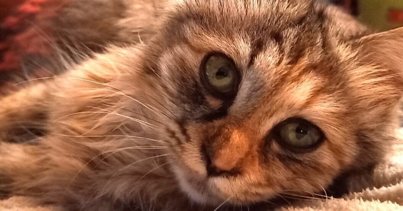 TNR頑張って頂いてます(=^・^=)｜NPO法人あおぞら