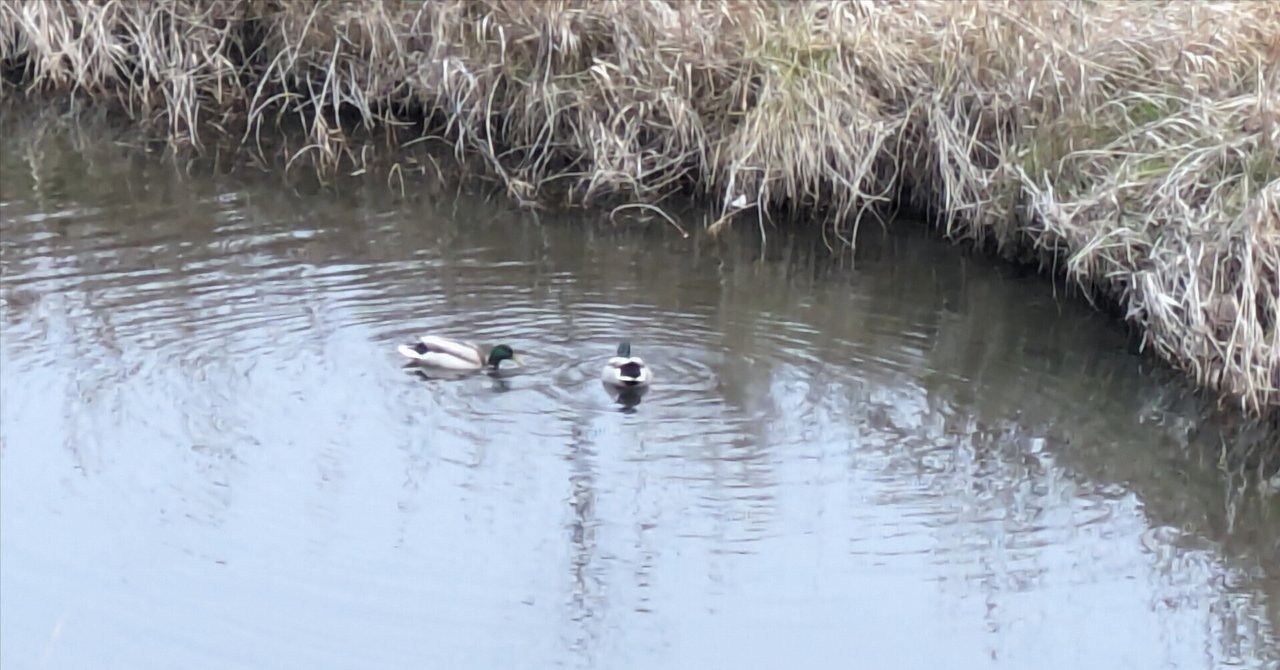 2巻191番~作者 作者不詳(舎人)｜ichiro70