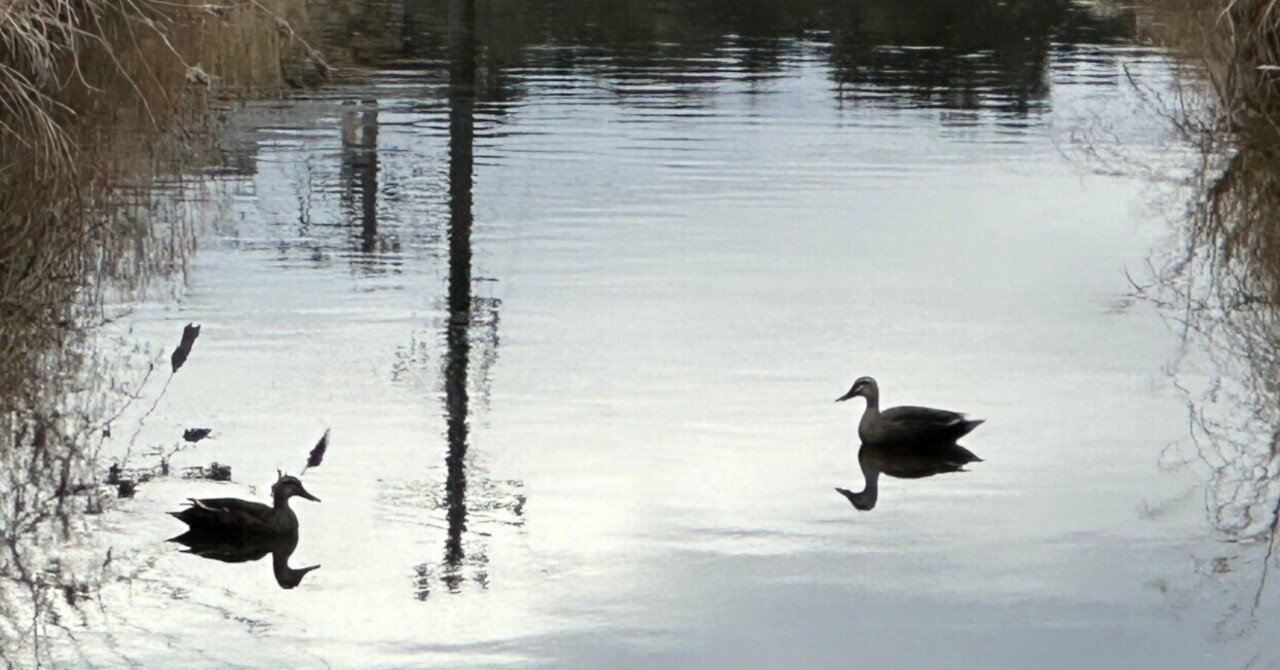 2024/1/3 浜名区で見つけたもの 五反田川のカモ｜NicePapa 平野 尚志