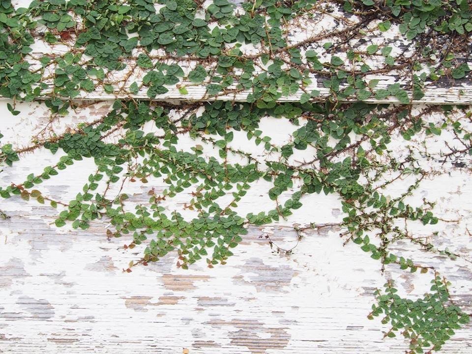 Minami Shinzato｜note