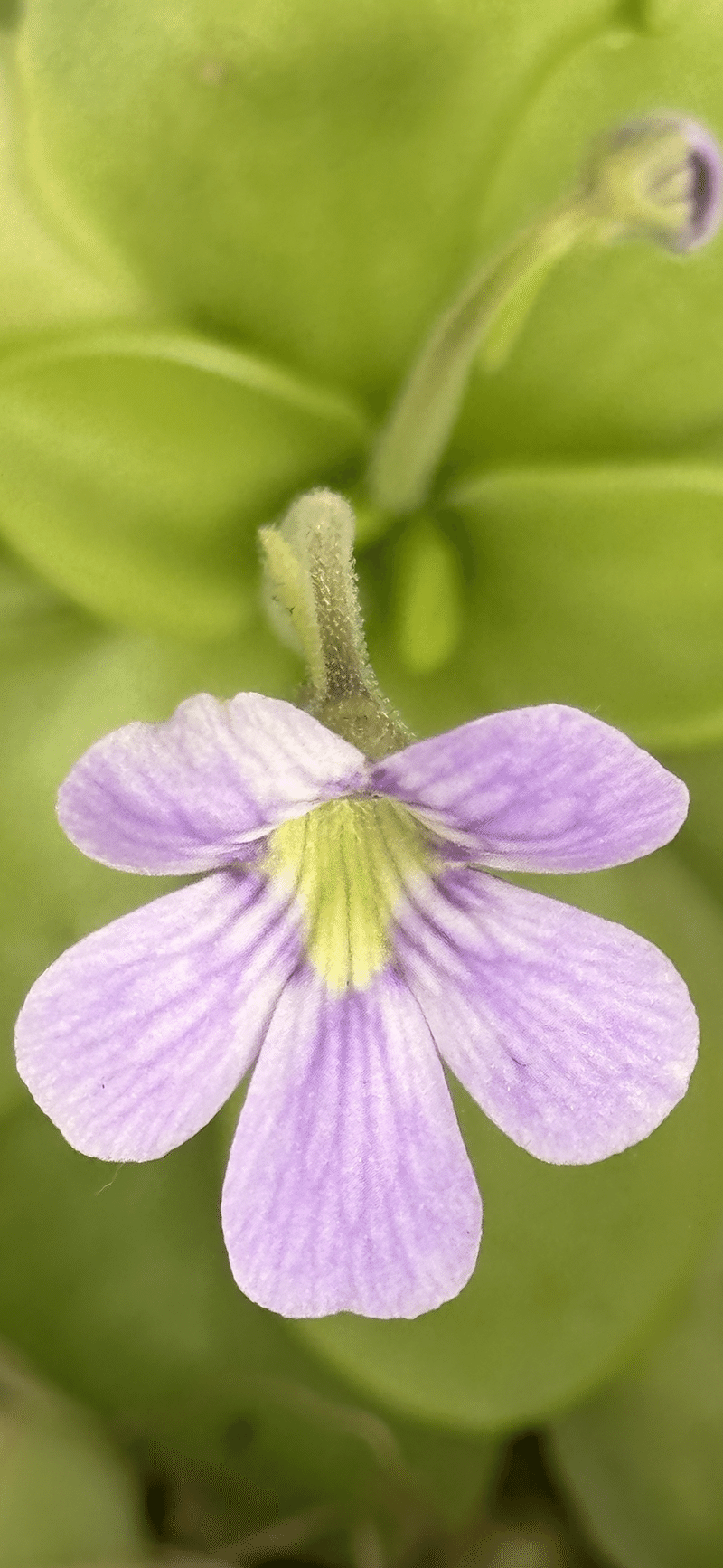 PINGUICULA TINA x EMARGINATA｜EGGSEED