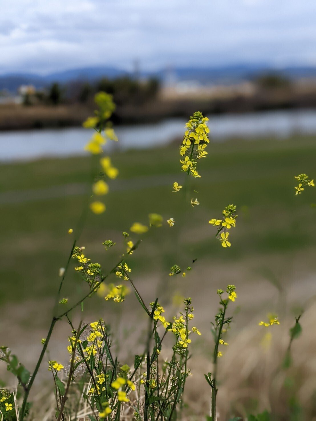平日は「散歩のためのまとまった時間」の捻出がなかなか難しく、家から駅までの往復の30分を散歩の時間にしている。けれど、〝散歩〟というより〝通勤〟が目的になり、早足でどうも楽しめない。今日は久々 ...
