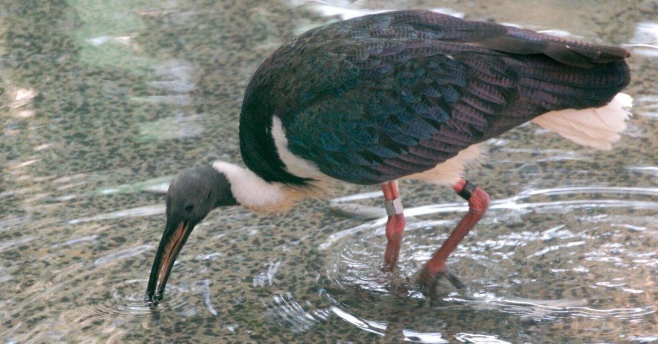 ムギワラトキ Straw-necked Ibis｜M_ayumi