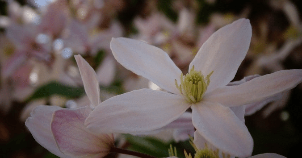 踊る仕方関係なく-スパンコールグッドタイムズ「Funky Magic」-歌詞考察vol.5｜ワシの巣