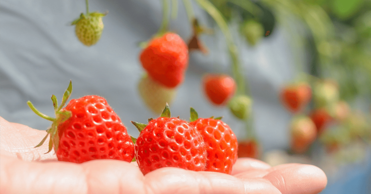 寝る前にチョコを食べる｜neji bit