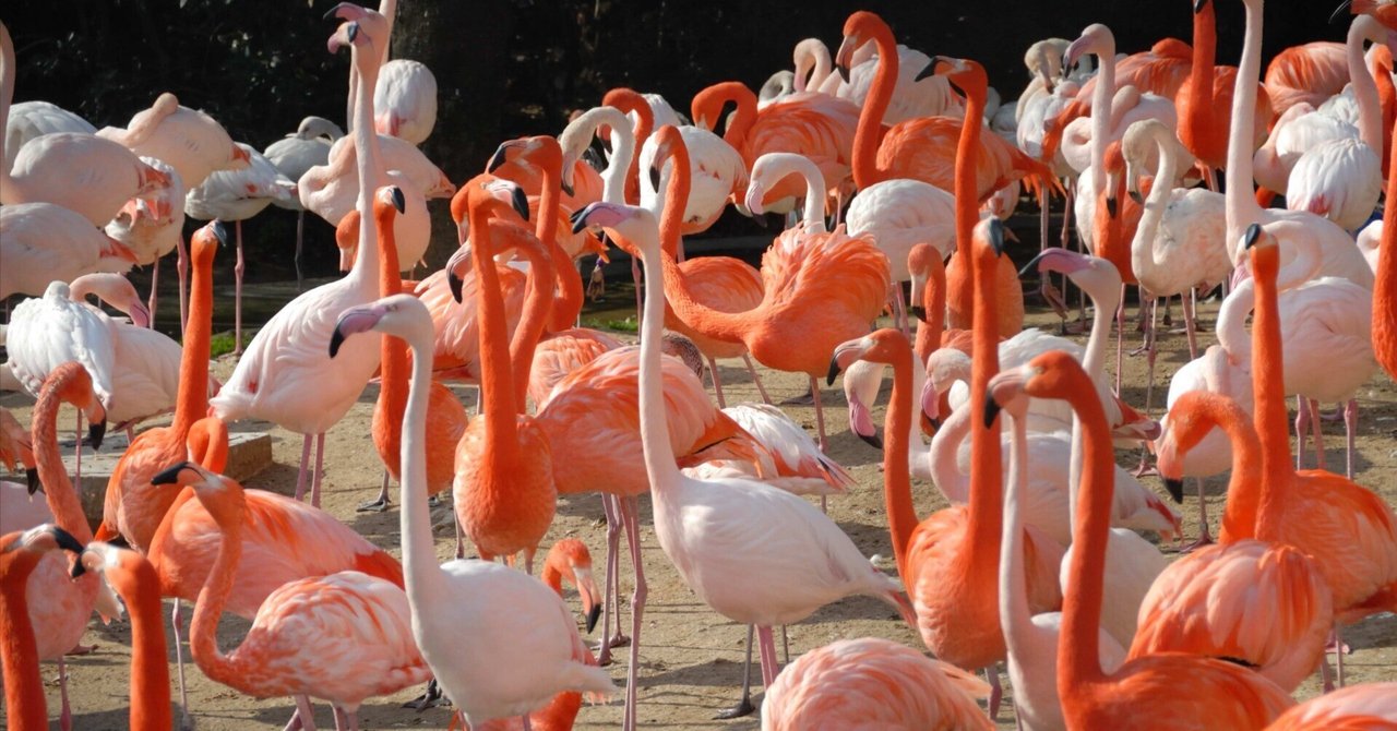 フラミンゴ Flamingo｜M_ayumi