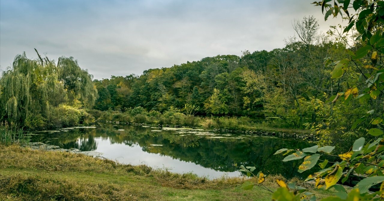 たまには血を抜く話｜wakaba@ととのいっこ