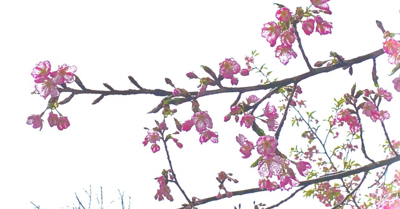 雨に咲く里桜｜micay_lala