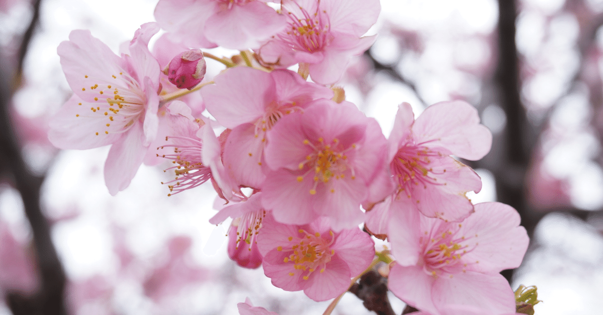 Raspberry Pi5にエミュレータ統合ソフト「Retropie」をインストールする！！（2/16更新）｜blue06_2022