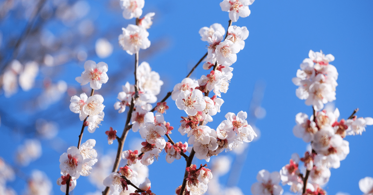 感想『ネトゲ戦記』｜GARYO