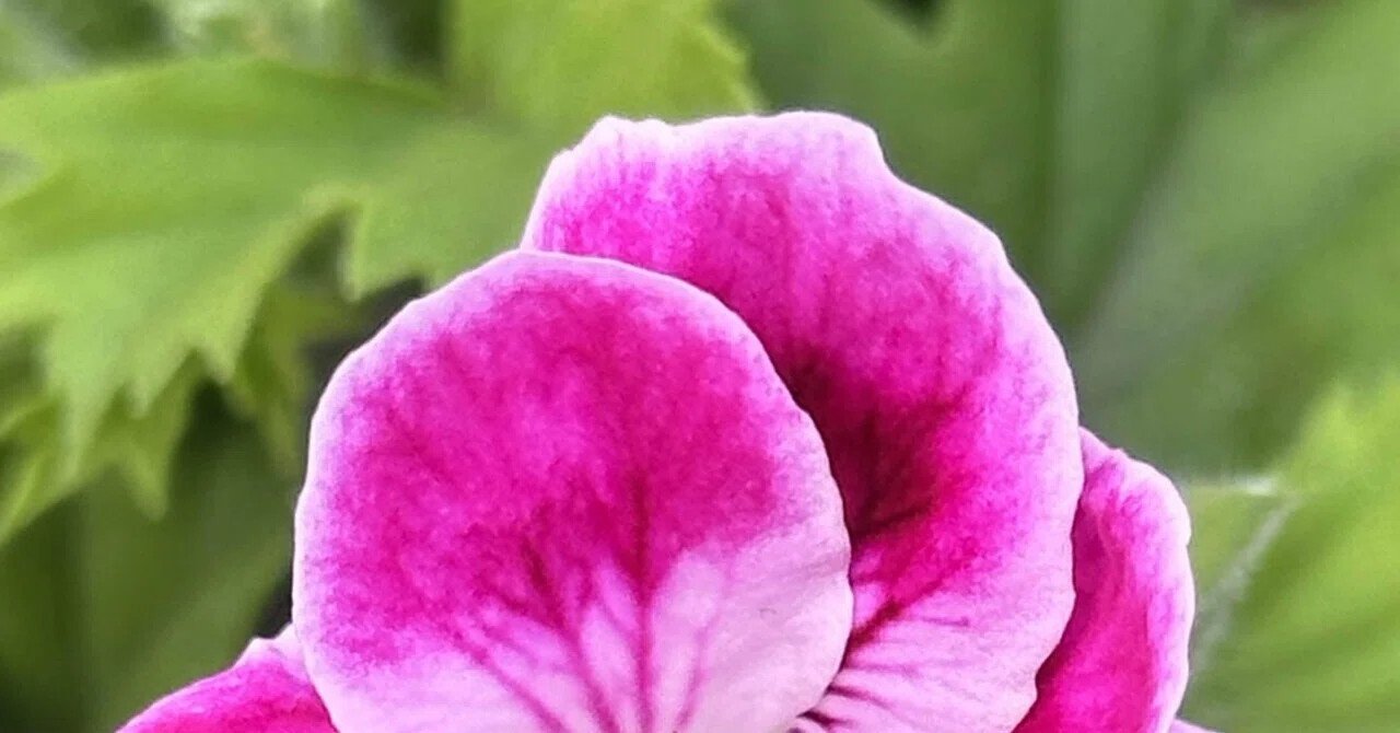 PELARGONIUM - PINKERBELL｜EGGSEED