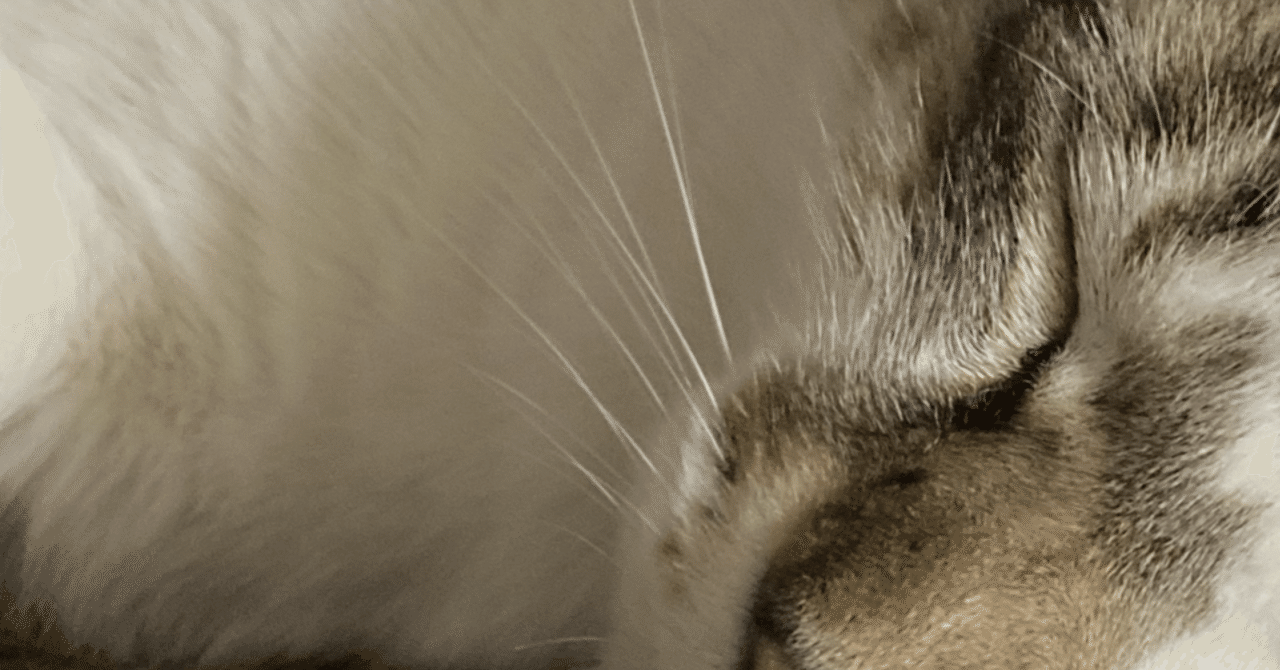 今日のこと｜shin