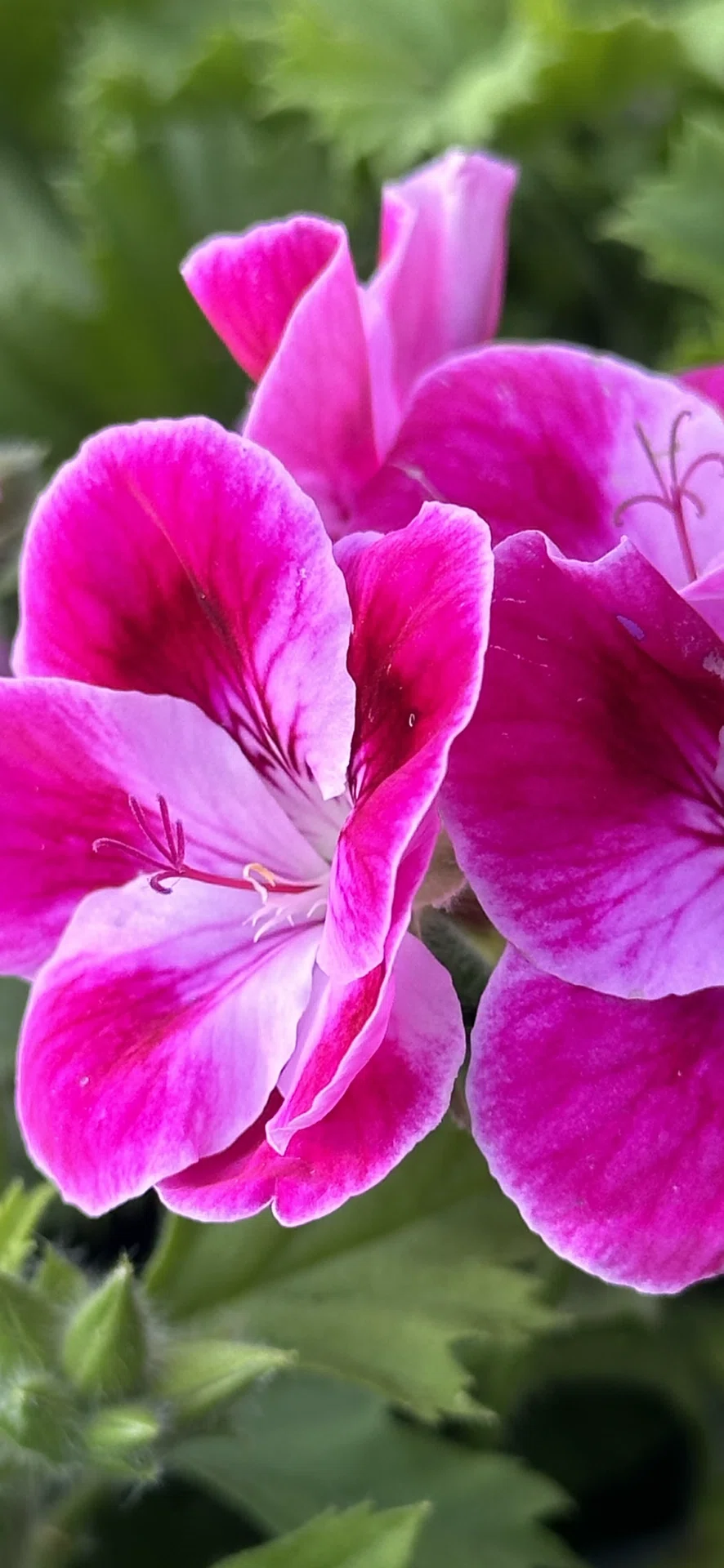 PELARGONIUM - PINKERBELL｜EGGSEED