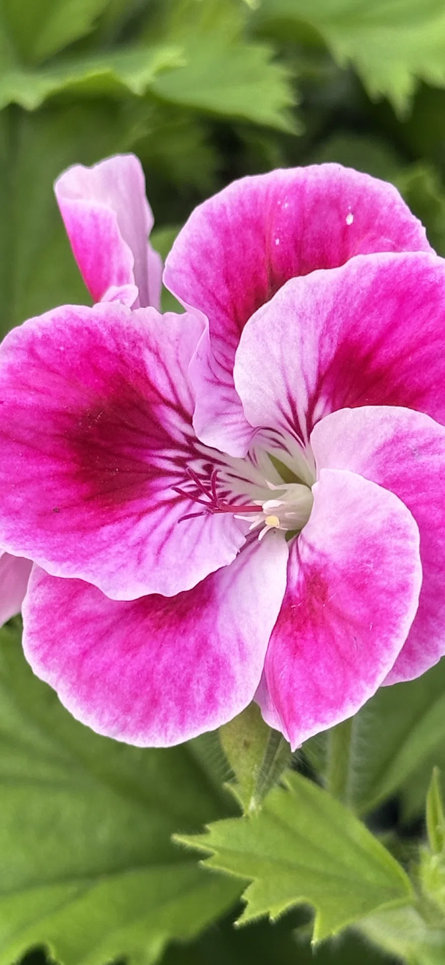 PELARGONIUM - PINKERBELL｜EGGSEED