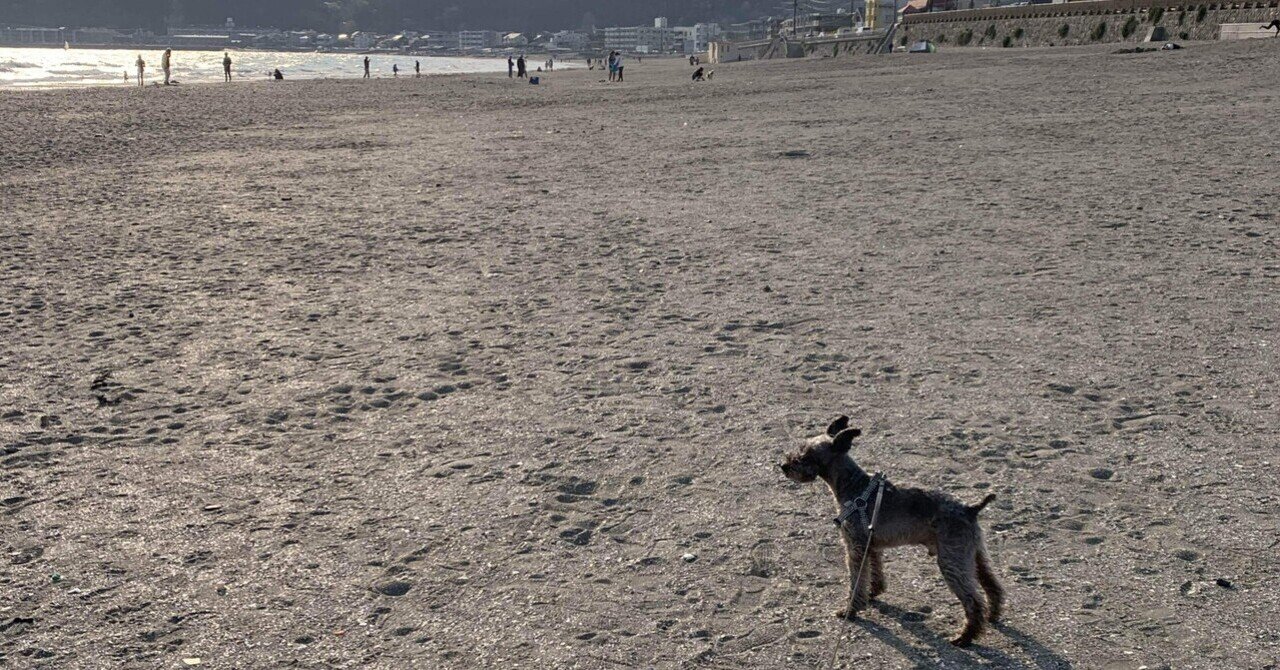 🦮｜shirasu camera