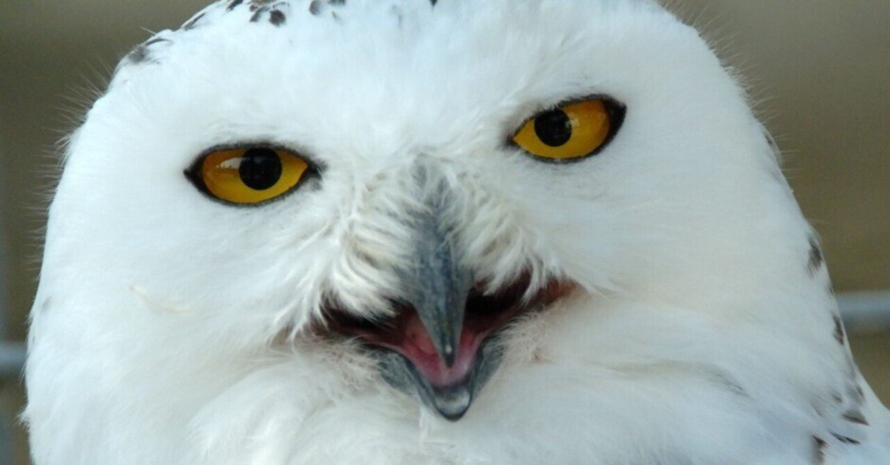 フクロウ目に属する鳥の画像付き一覧｜M_ayumi