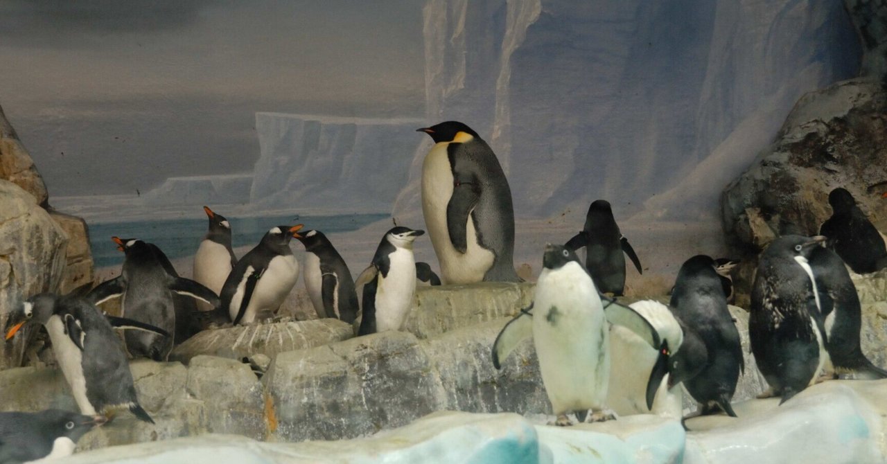 ペンギン目に属する鳥の画像付き一覧｜M_ayumi