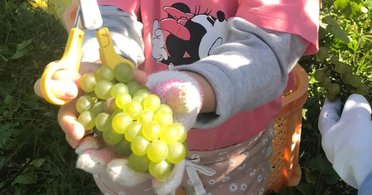 VINEYARD CREW 新しいかたちのワインコミュニティ｜ノーザンアルプスヴィンヤード
