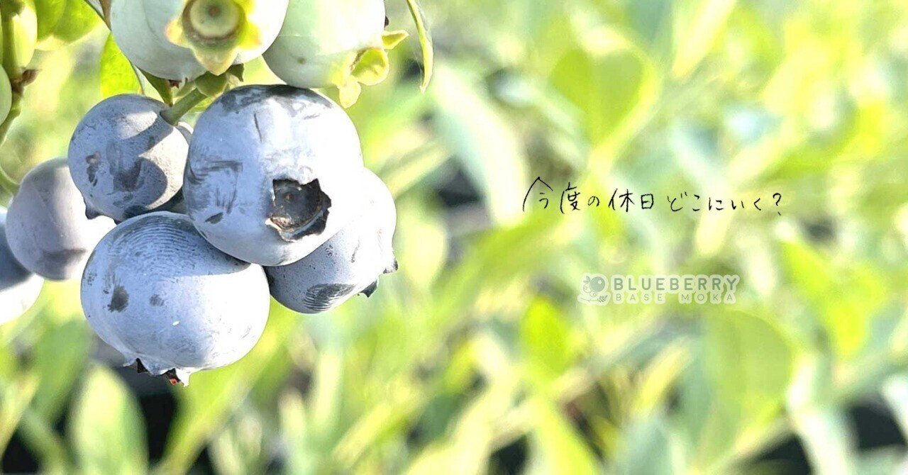 BLUEBERRY BASE MOKA｜note