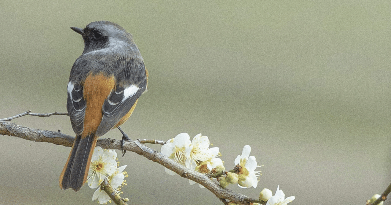 比較の方向｜Midley