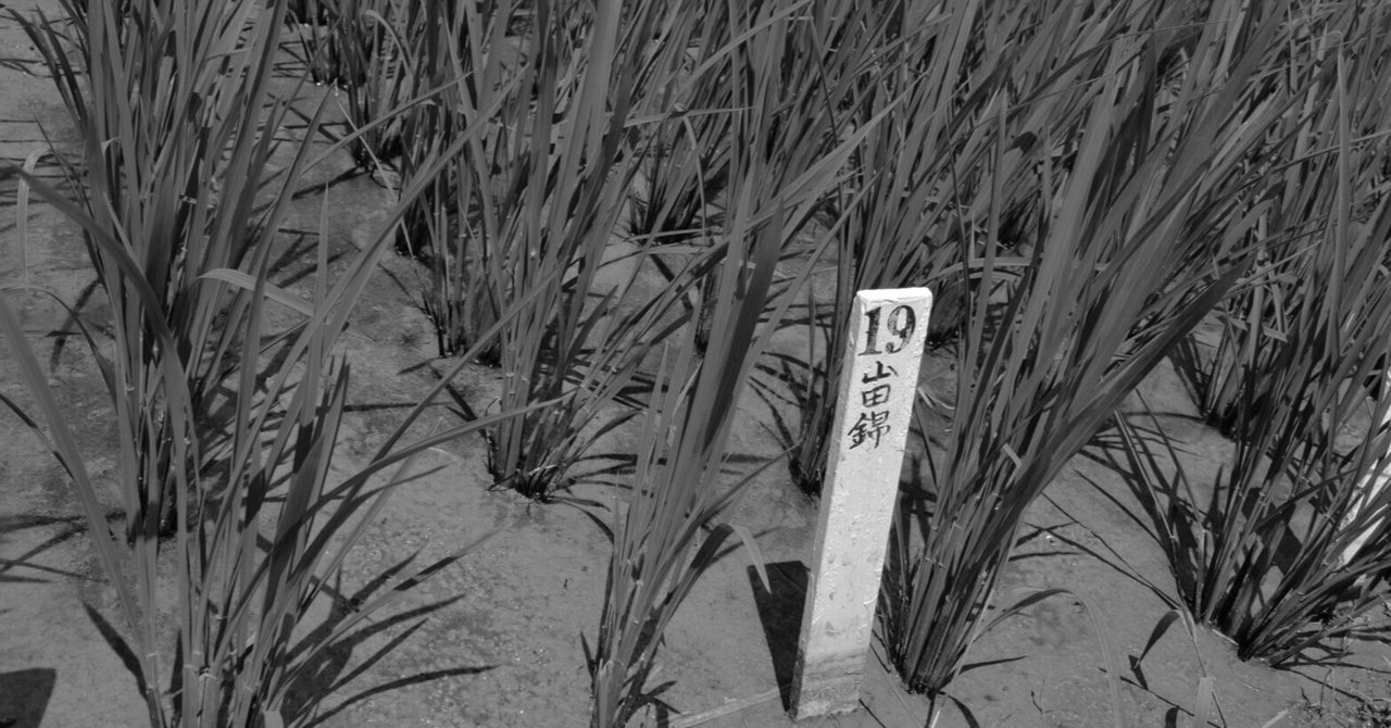 本田 龍祐～Ryusuke"dragon"Honda｜note