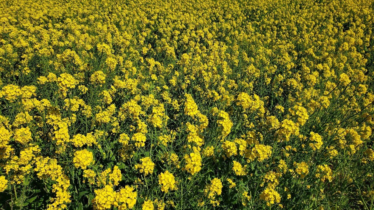 みなみの桜と菜の花まつり 南伊豆・日野と青野川 18枚｜Yoshiaki_Naoe