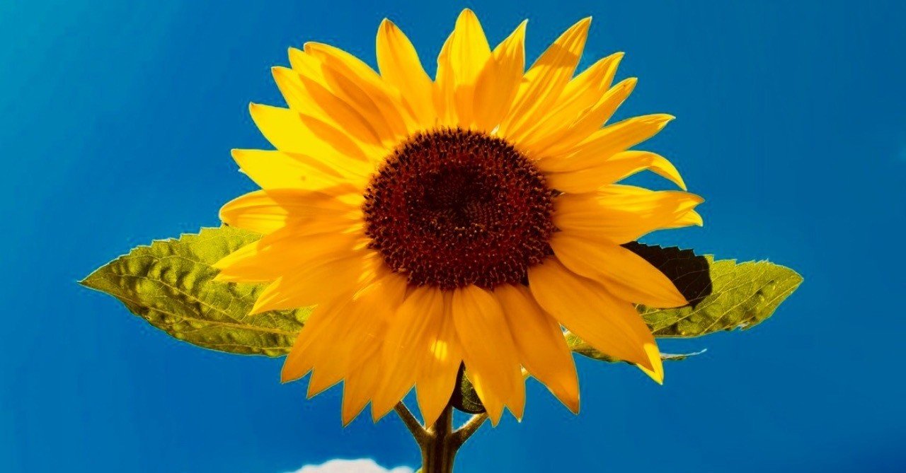 はなのあるくらしをいつも…｜ひまわり♡｜note