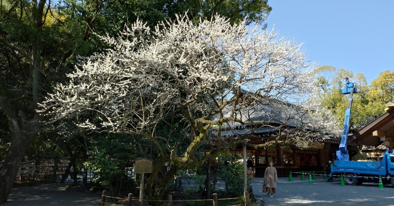 ならずの梅｜HRSD-note