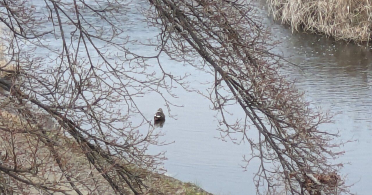 「織田作之助賞」受賞作家の小林長太郎と彼が残したブログ「負荷」と記事を忘れない〜#190｜ichiro70