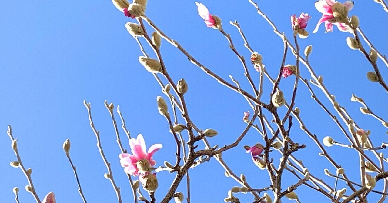 芽吹く｜micay_lala