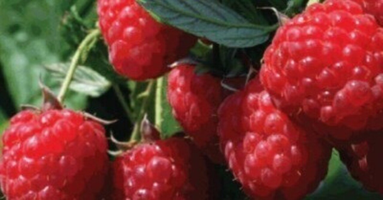 Get Fresh, Tasty, and Convenient Fruit Plants Online Delivered Right to ...