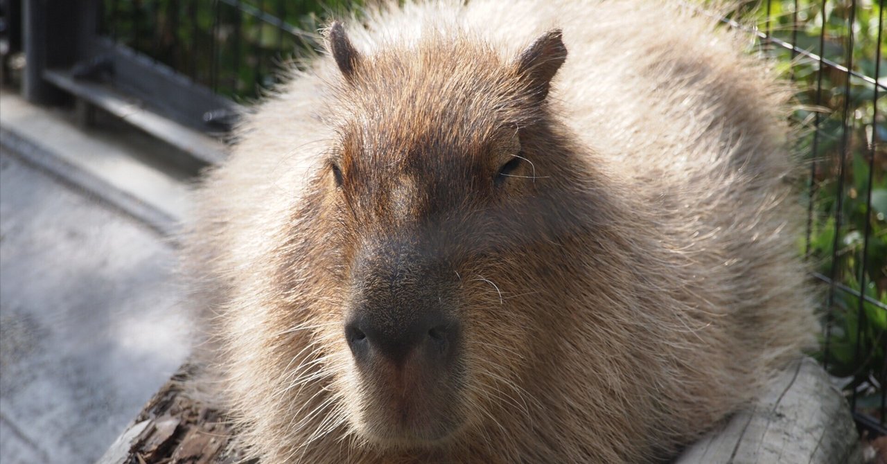 カピバラさん物語｜M_ayumi