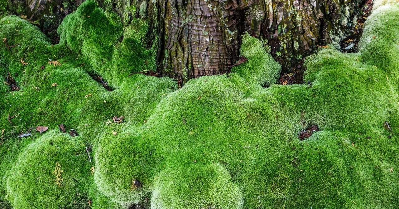 Enthusiasm 情熱について｜Daiki Kagata