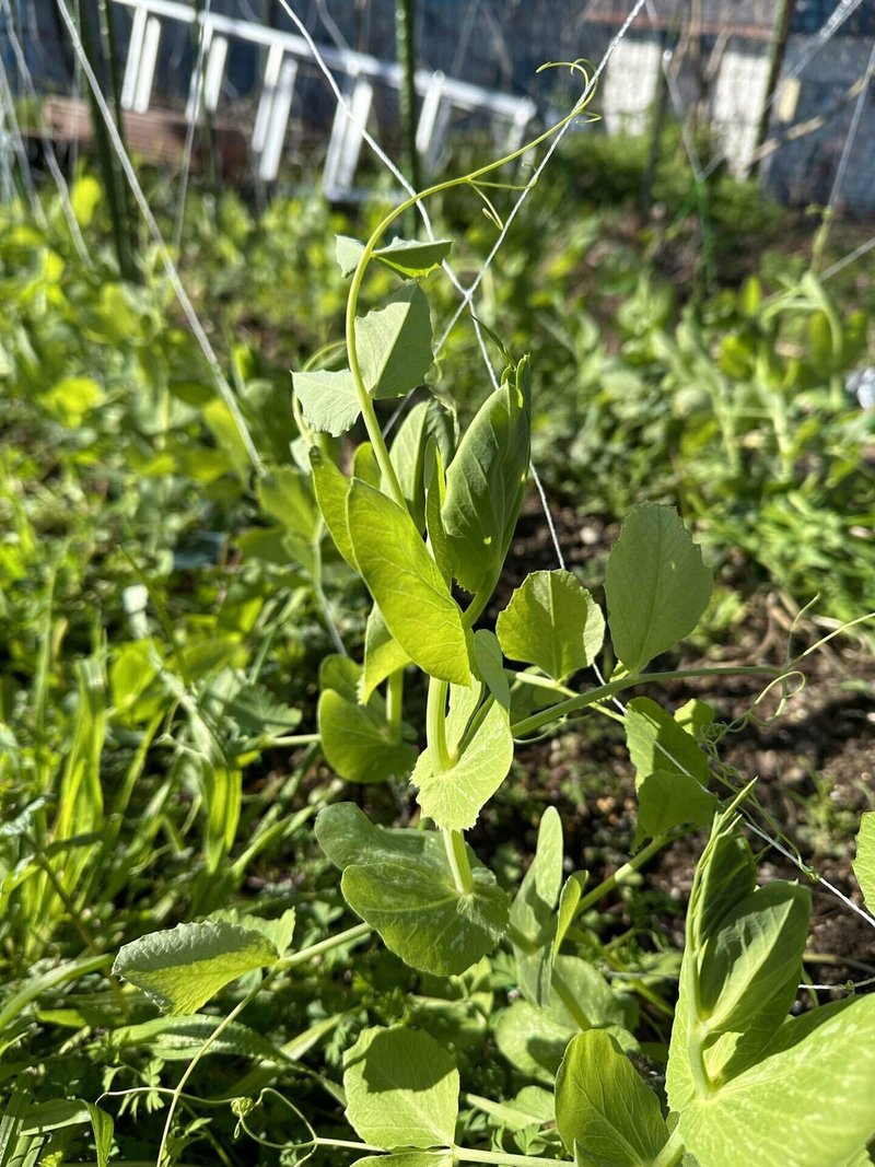 本日の野良仕事｜池上富士夫