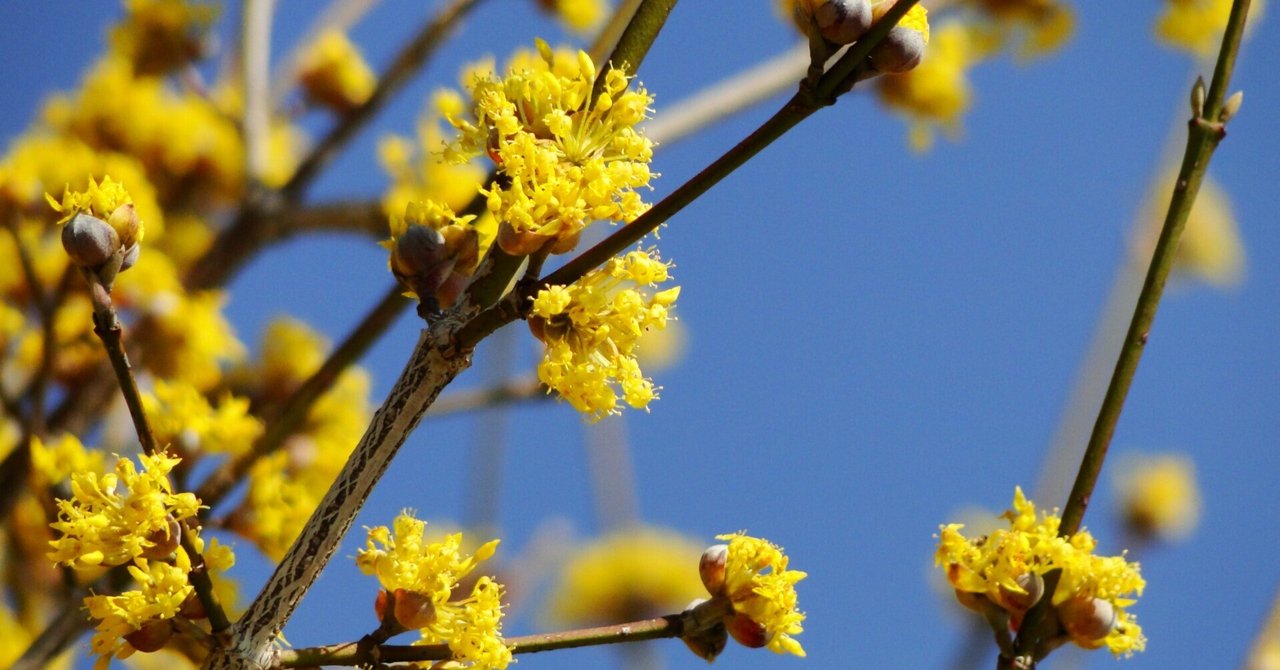 サンシュユ｜HRSD-note