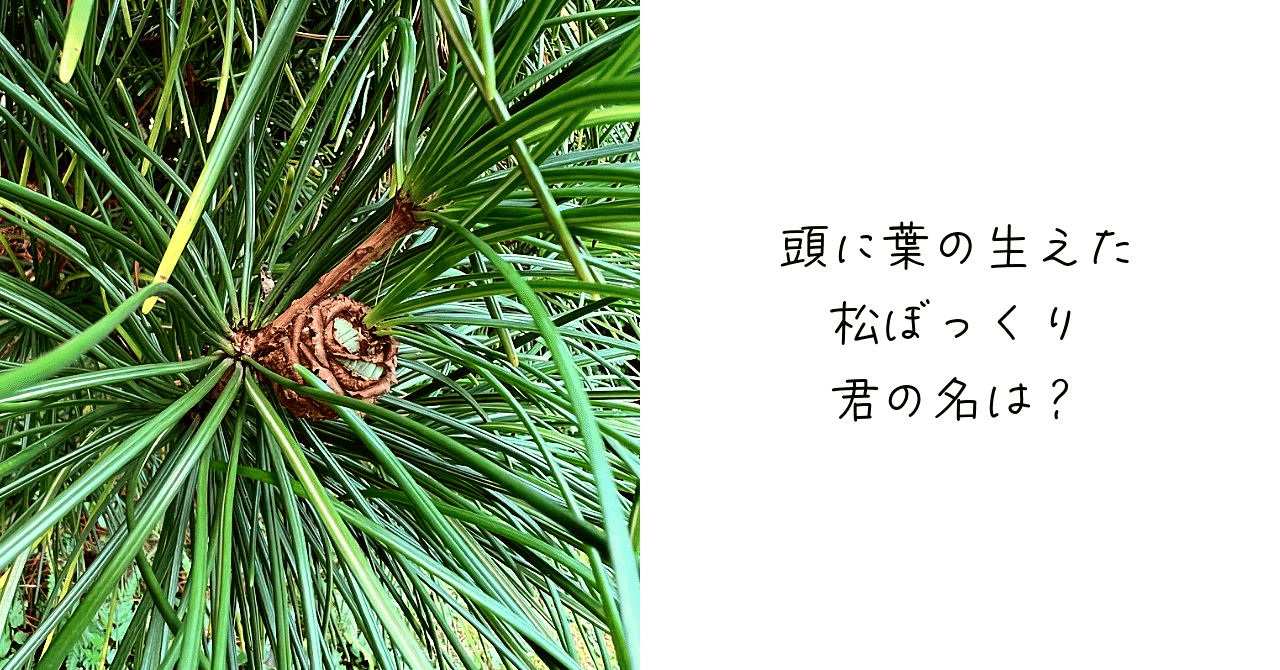 針葉樹を深掘りしすぎたら深海に行き着いちゃった話。（その4：ついに繋がる深海生物と針葉樹）｜Ms'HIRO