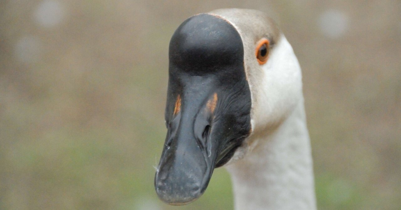 サカツラガン物語｜M_ayumi