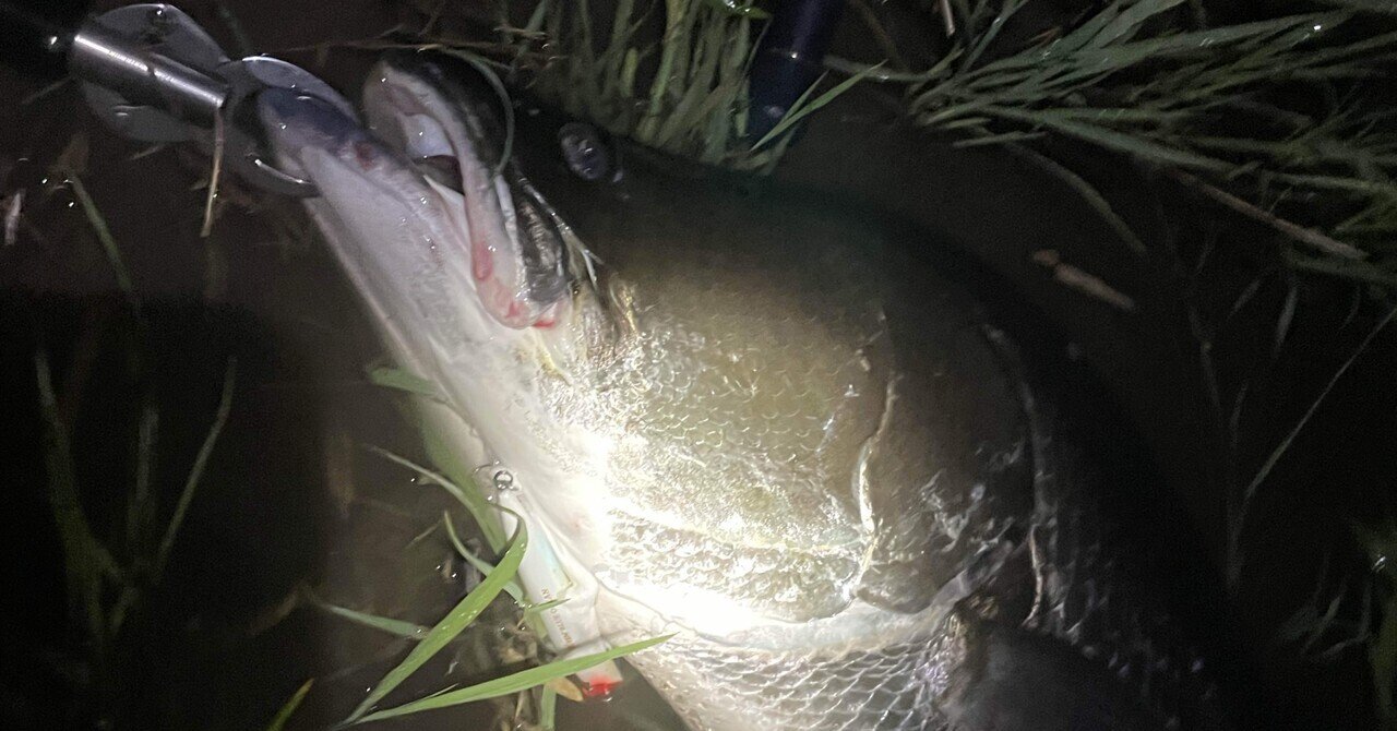 アカメ タックル｜Fishing kyo