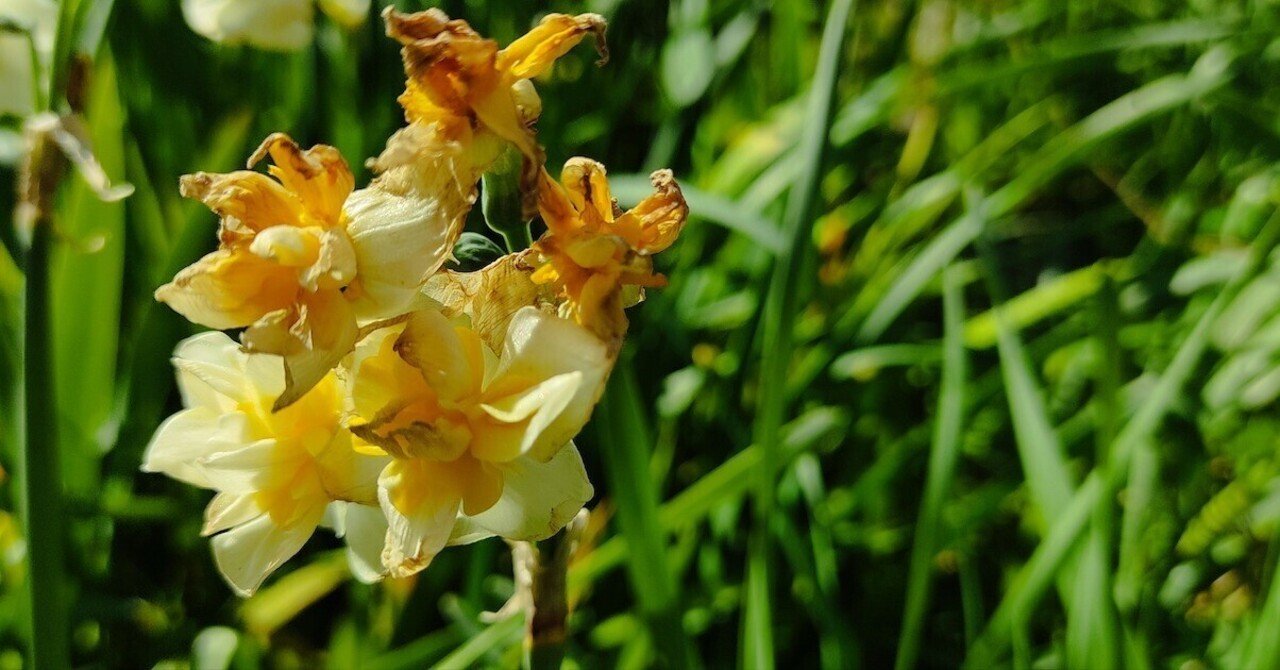 いつだって散り際｜赤井五郎